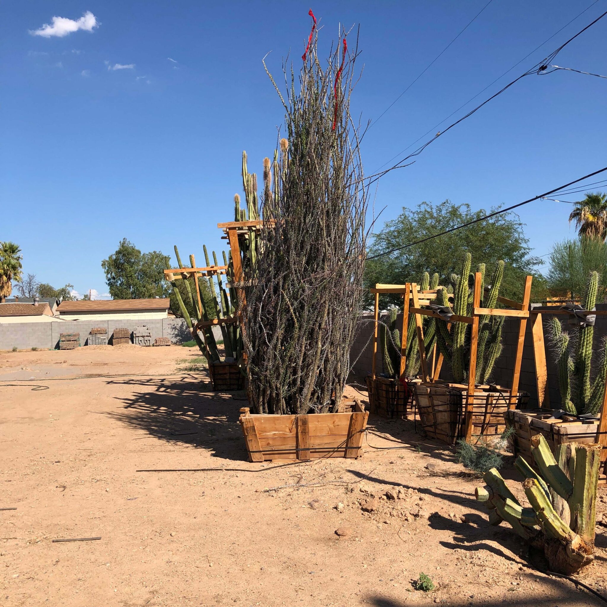 Is Ocotillo a Cactus? Get the Facts Straight