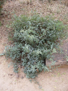 El Paso Desert Plants: Discovering the Unique Flora of the El Paso Desert