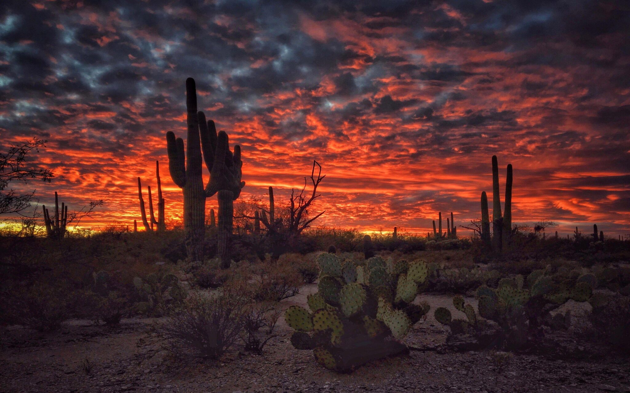 Arizona Cactus Plants Pictures: Stunning Images of Arizona's Iconic ...