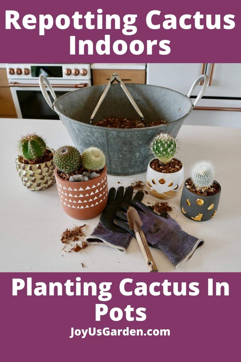 How to Replant Cactus: Tips for Successfully Transplanting Your Cactus