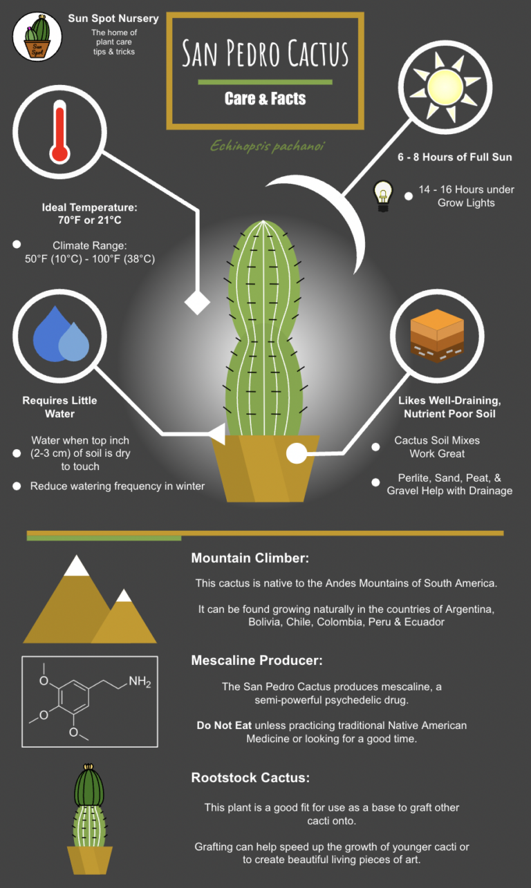 How to Identify San Pedro: A Guide to Recognizing and Caring for San ...