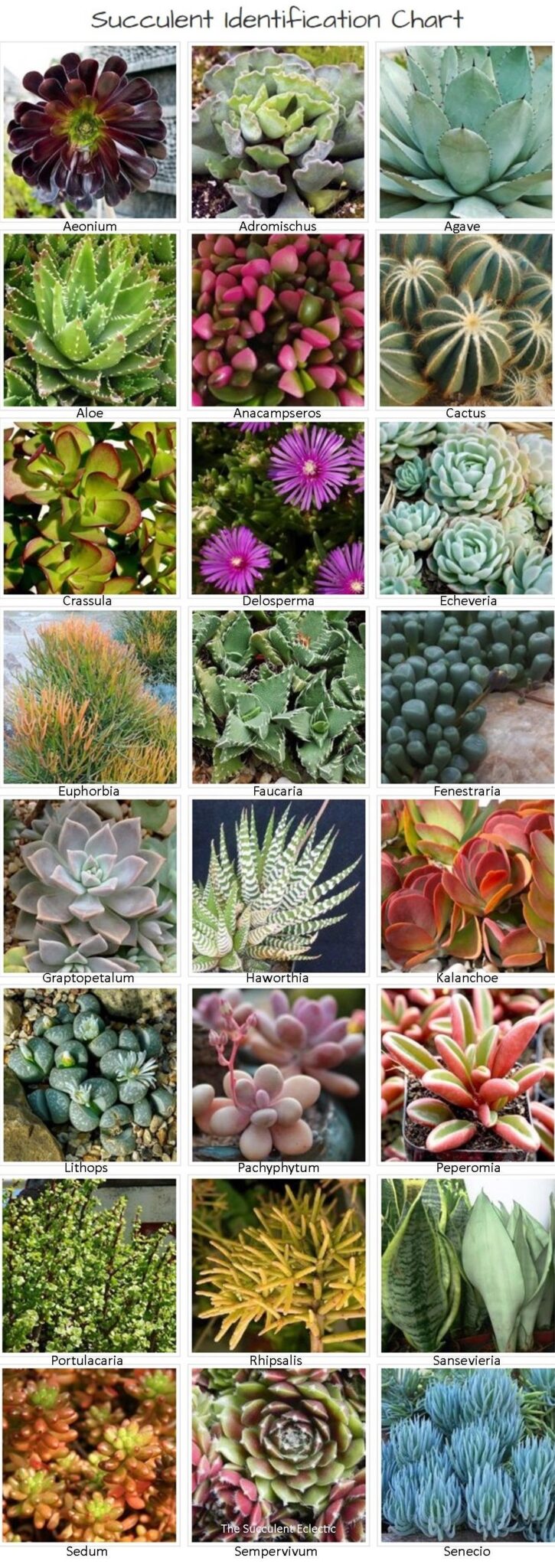 How to Identify a Cactus Plant: Tips for Identifying Different Cactus ...