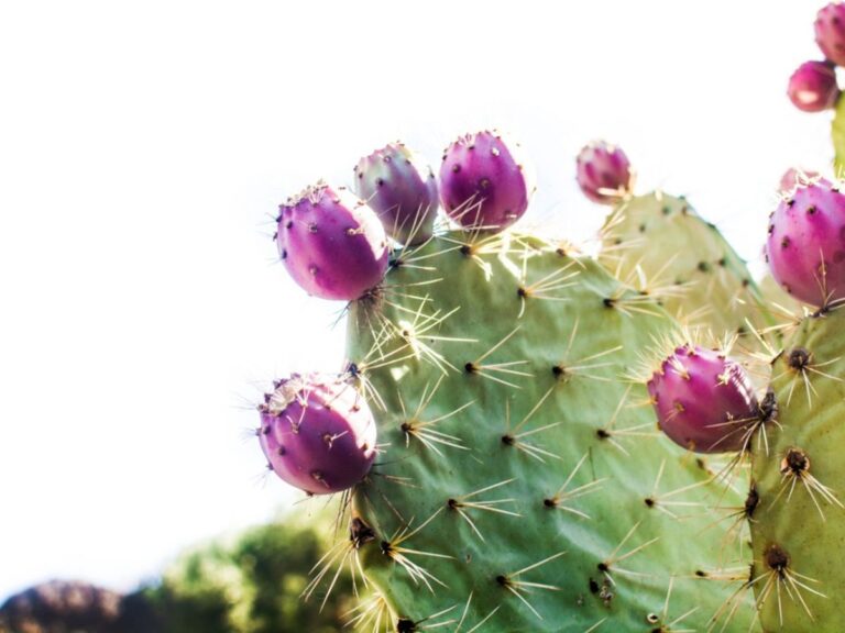 Prickly Pear Cactus Diseases: How to Identify and Treat Common Cactus ...
