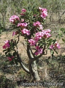 Adenium Swazicum Leaf Falling During Growing Season: What’s Causing It ...