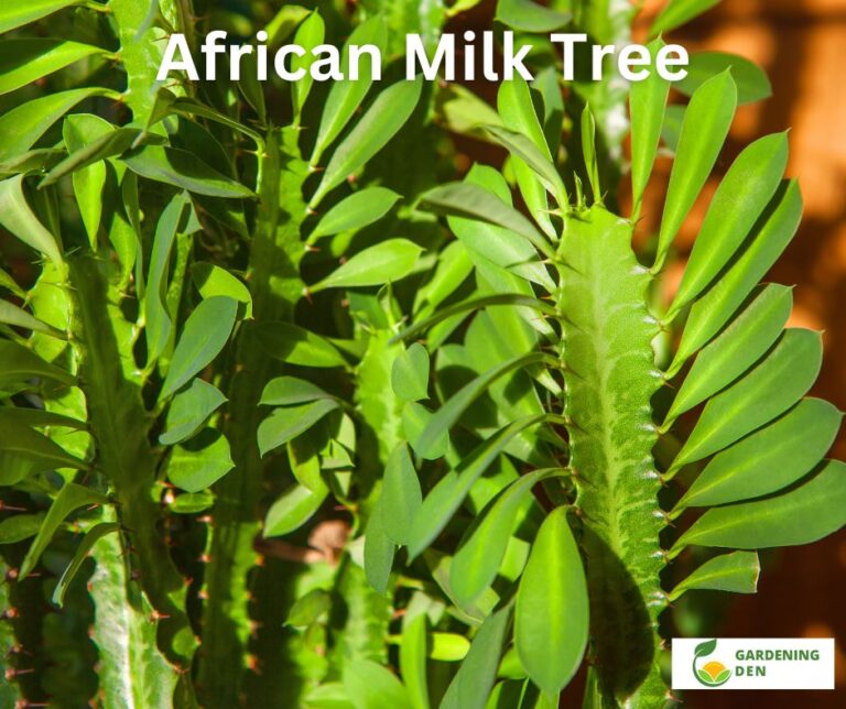 African Milk Tree Growth: Tips for Growing and Caring for the African ...