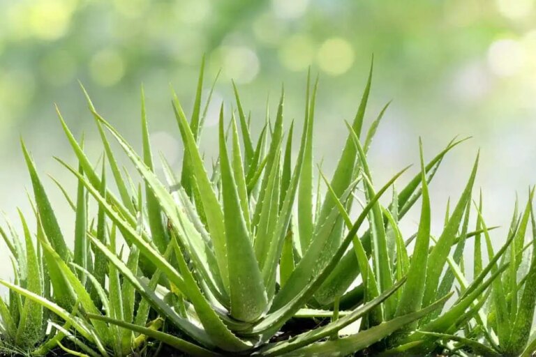 How to Plant an Aloe Vera Plant from a Cutting: A Step-by-Step Guide to Growing Aloe Vera from ...