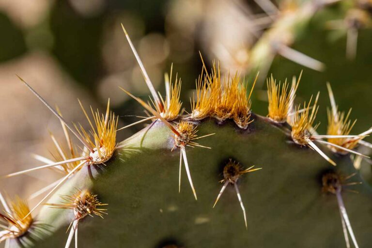 Spikes on a Cactus: Understanding the Function of Cactus Spines