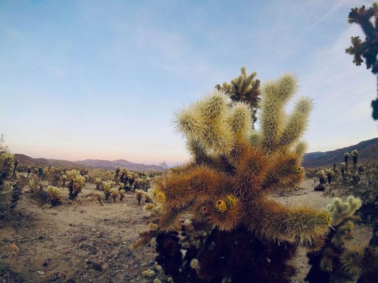 Why Does a Cactus Have Thorns? The Importance of Thorns for Cactus Survival