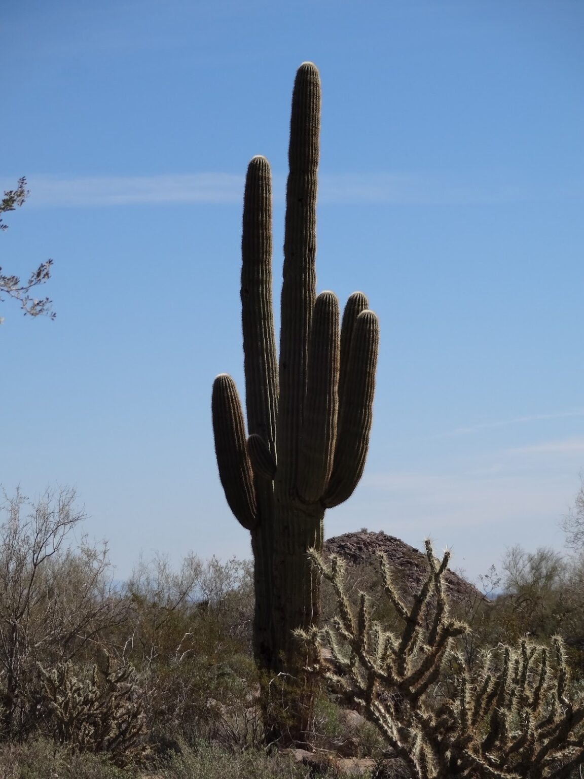 Common Cactus in Arizona: The Most Popular and Iconic Cacti Found in ...