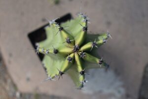 Types of Columnar Cactus That Will Elevate Your Landscape