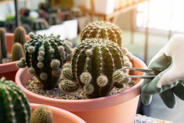 How to Cut a Cactus to Plant: A Step-by-Step Guide for Successful ...