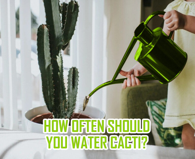 How Often Should You Water a Cactus? The Right Watering Schedule for Healthy Cacti