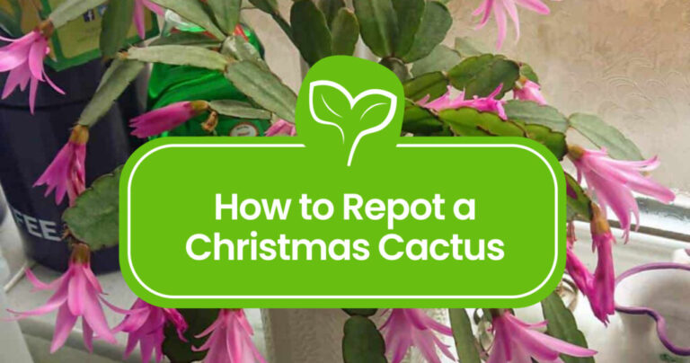 Kinds of Cactus and Names: A Complete Guide to the Various Types of Cacti