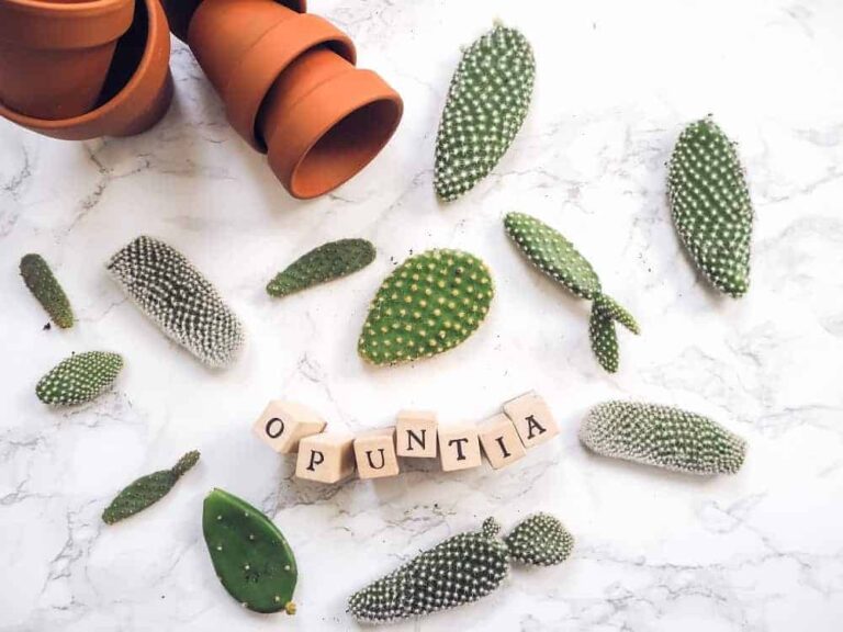 How to Propagate Cactus Seeds: A Step-by-Step Guide to Growing Cacti ...