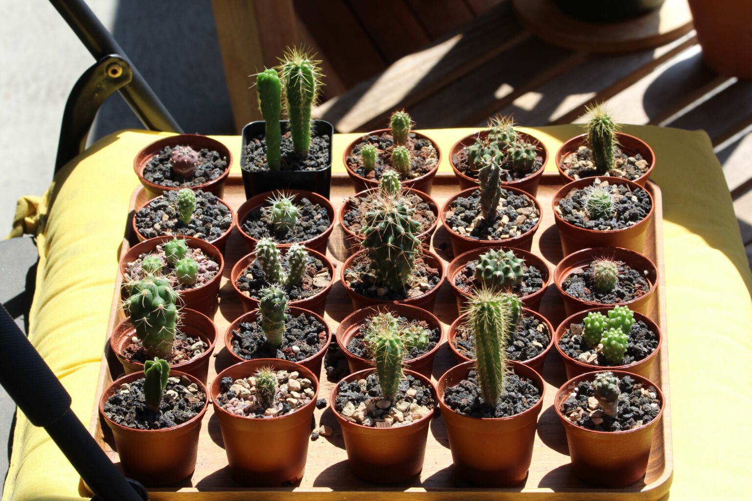 Grow Cactus from Seed: A Simple Guide to Growing Cacti from Seeds