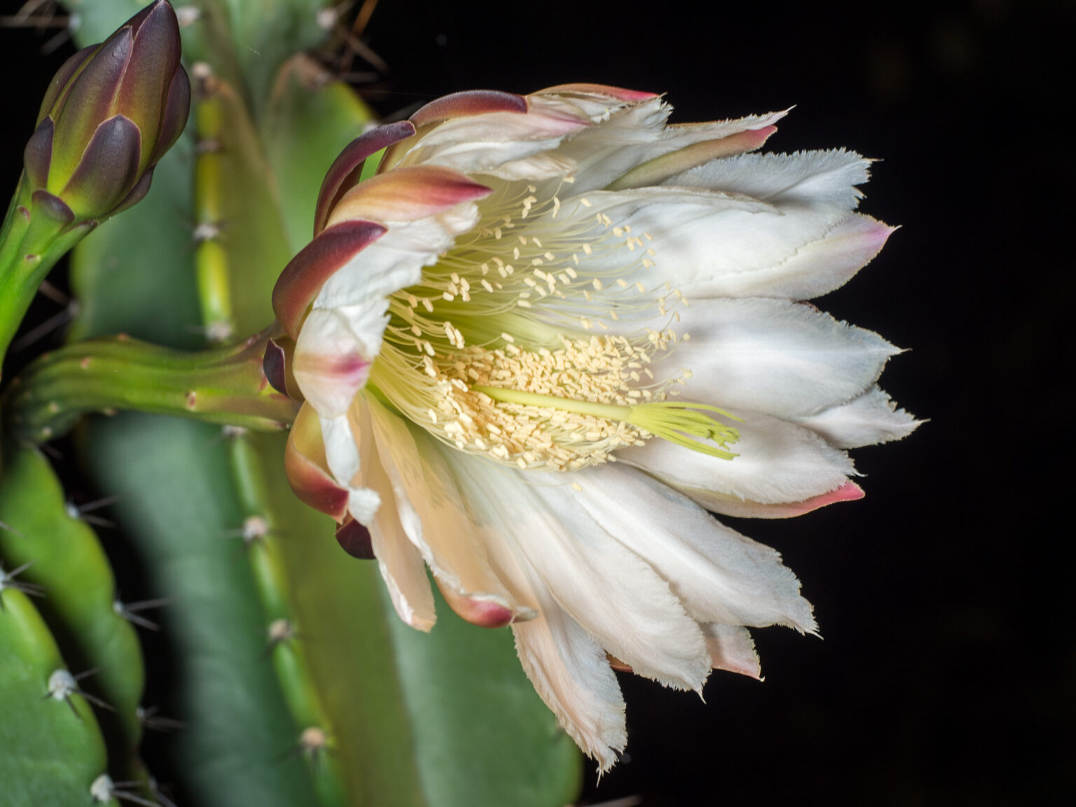 Cereus Night Blooming Cactus: A Beautiful Cactus That Blooms After Dark