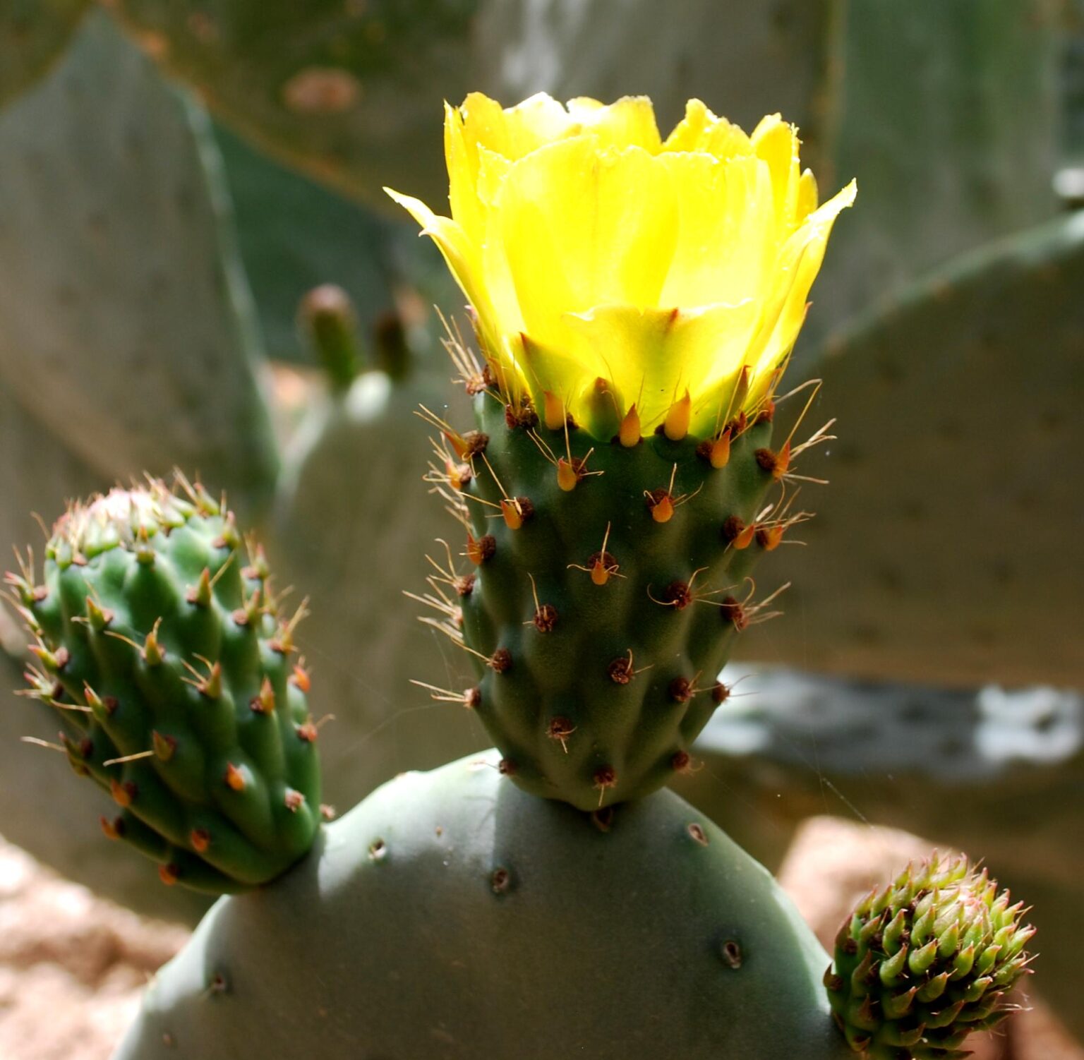 Opuntia