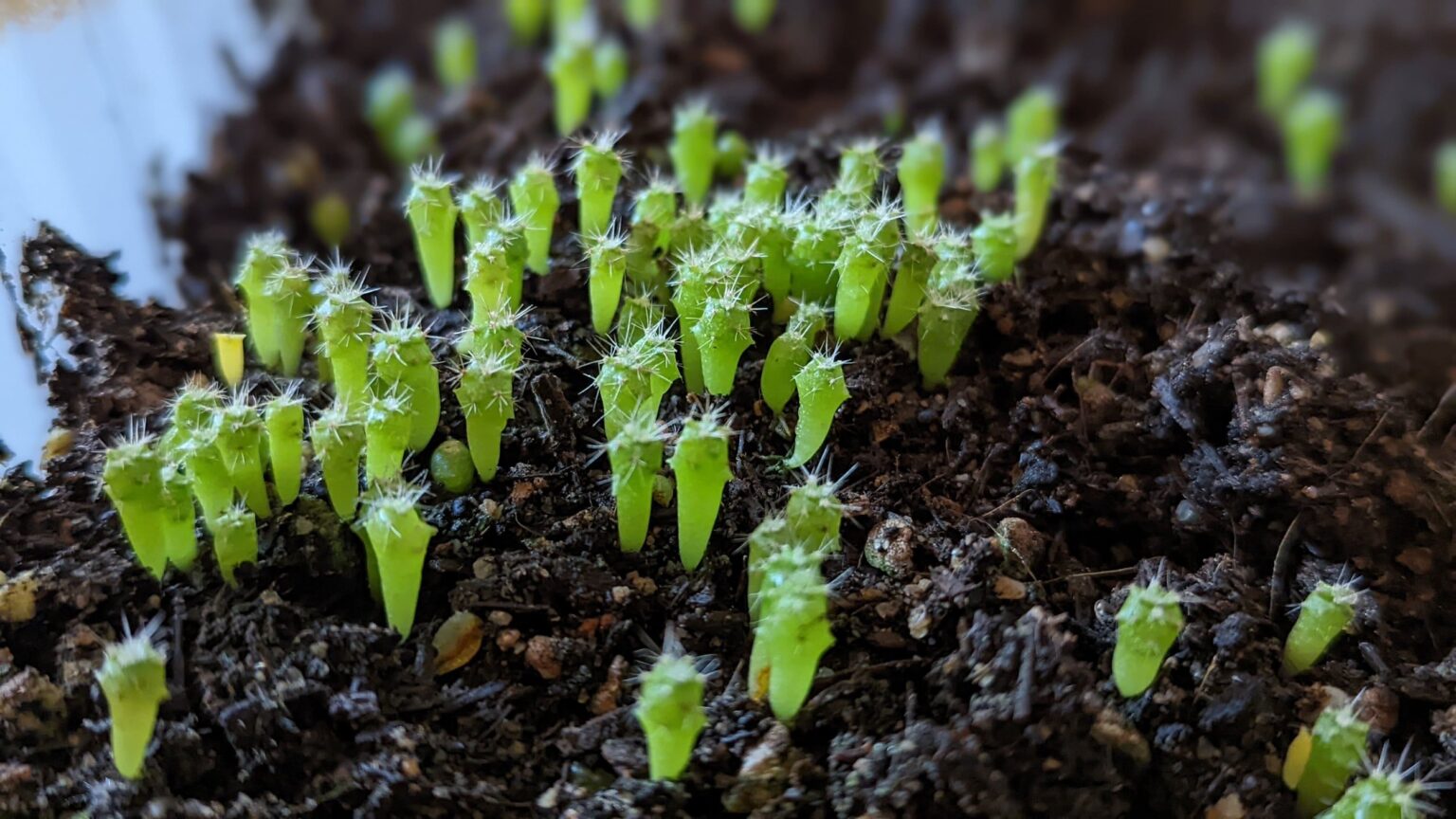How to Germinate Cactus Seeds: A Simple Guide to Growing Cacti from Seed