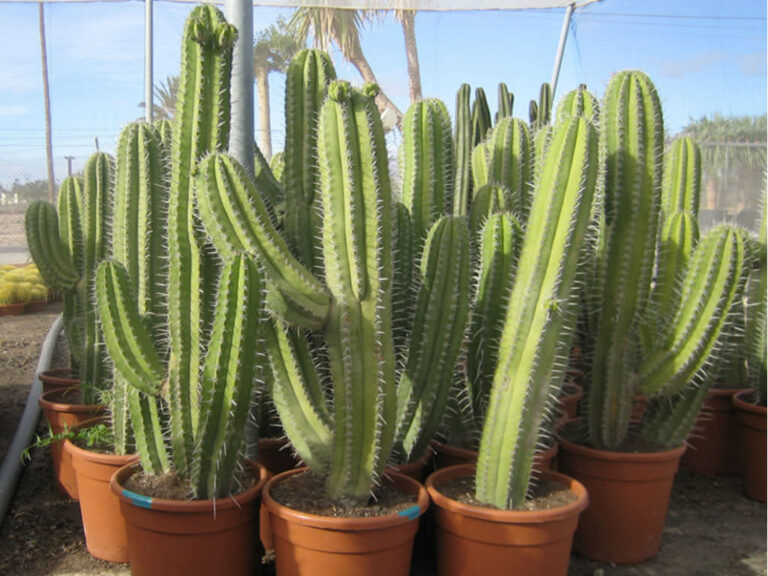 Polaskia Archives - cactus-guide.com