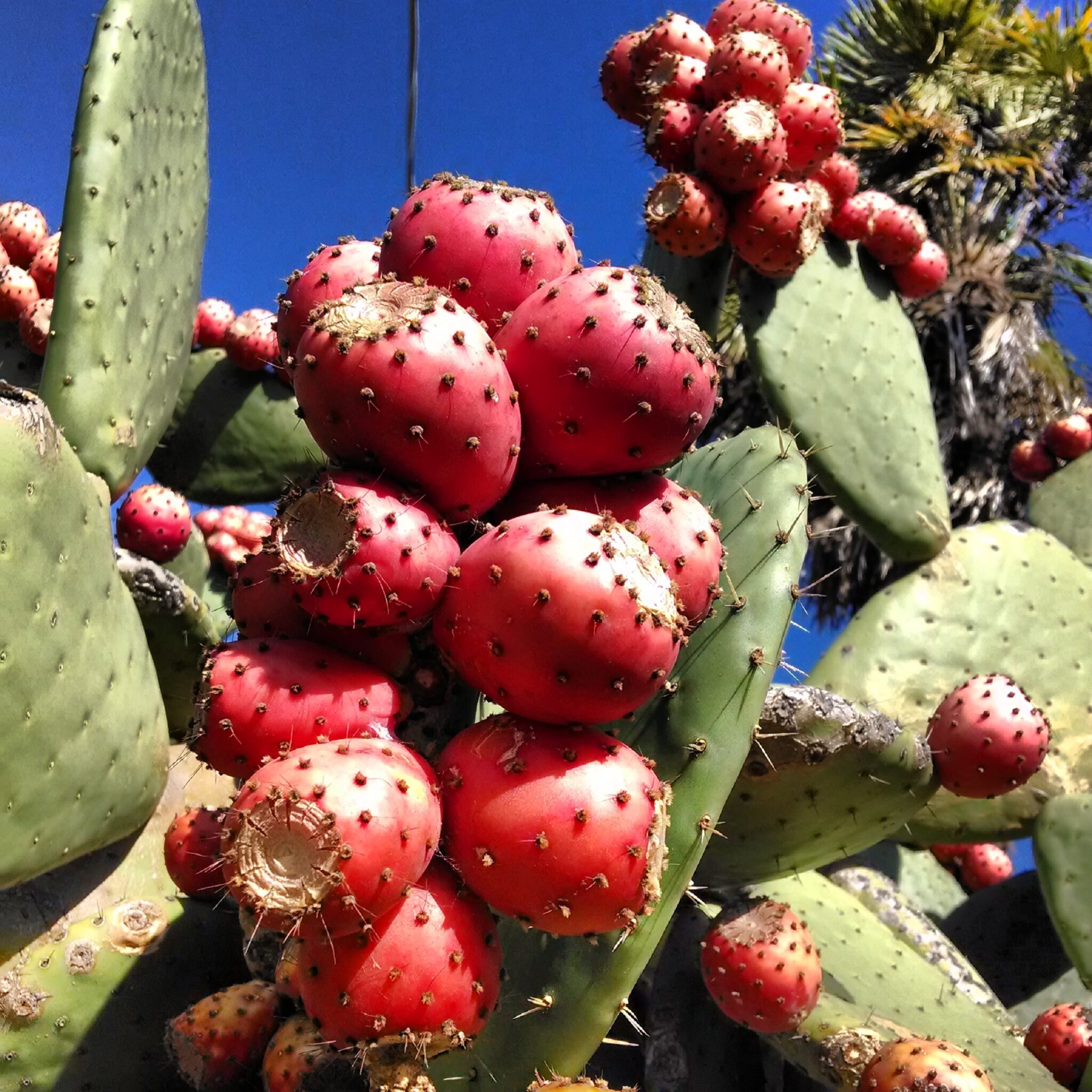 Green Cactus Pear Fruit: How to Harvest and Enjoy Green Cactus Pear Fruit