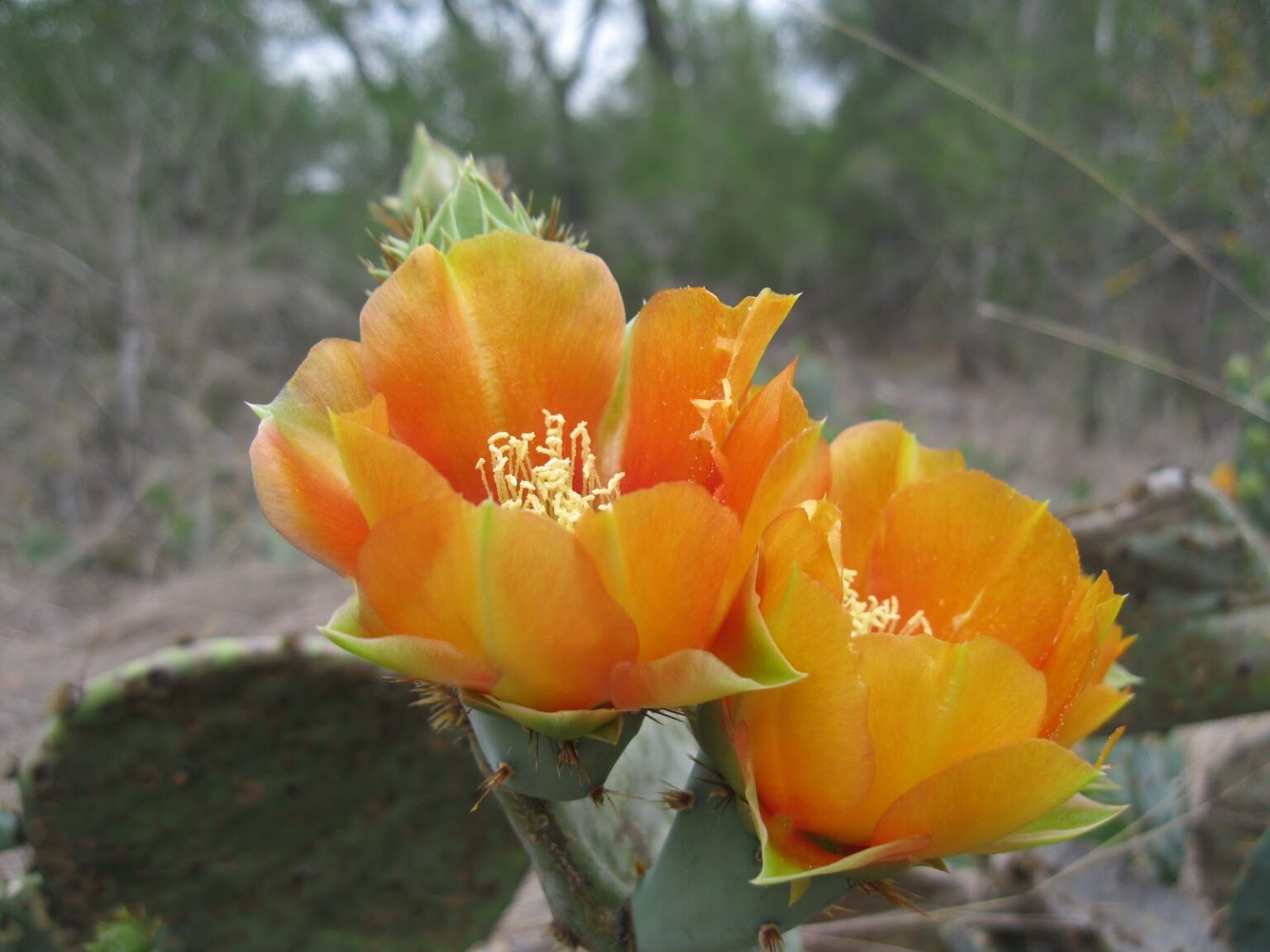 Are All Prickly Pears Edible: Understanding Which Prickly Pear ...
