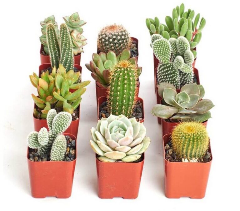 Different Cactus Plants Pictures: A Visual Guide to the Most Beautiful ...