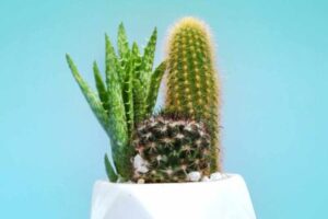 Fun Facts About Cactus You Probably Didn’t Know