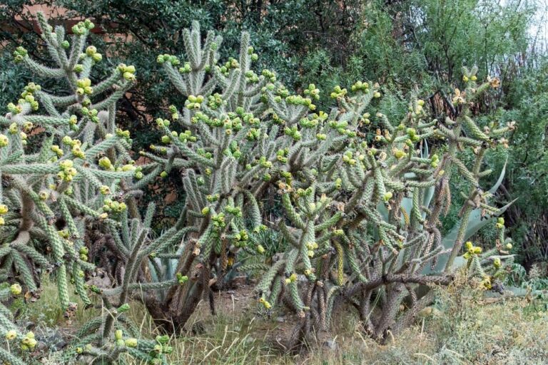 Types of Cacti in Texas: Discovering the Unique Cactus Varieties of Texas