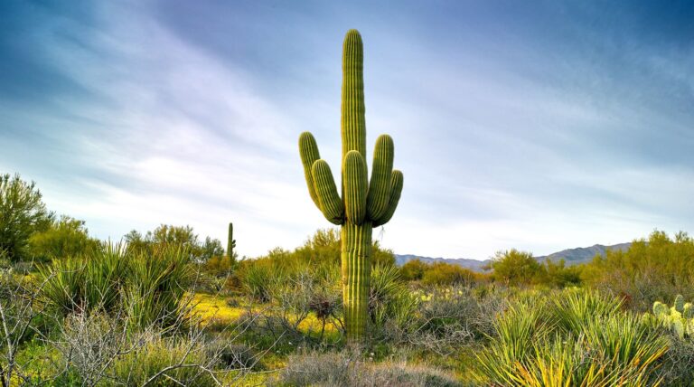 Names of Cacti in Arizona: A Guide to the Most Iconic Cactus Species in ...