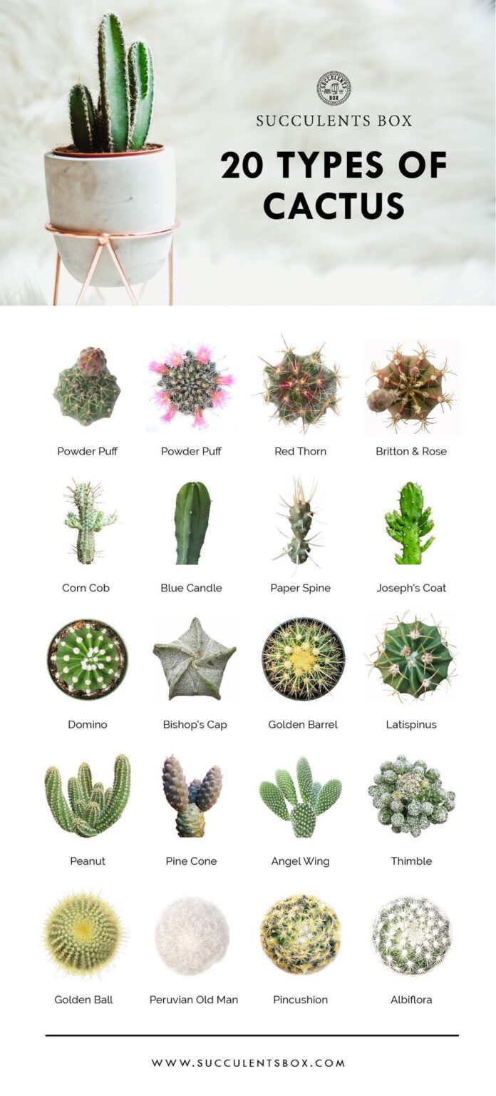 Kinds of Cactus and Names: A Complete Guide to the Various Types of Cacti