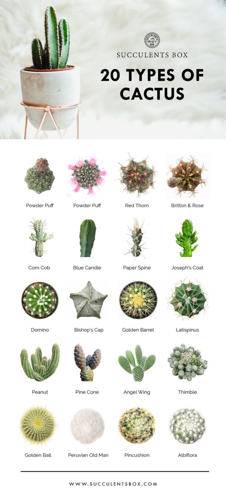 Types of Cactus with Names: A Complete Guide to the Most Popular Cactus ...