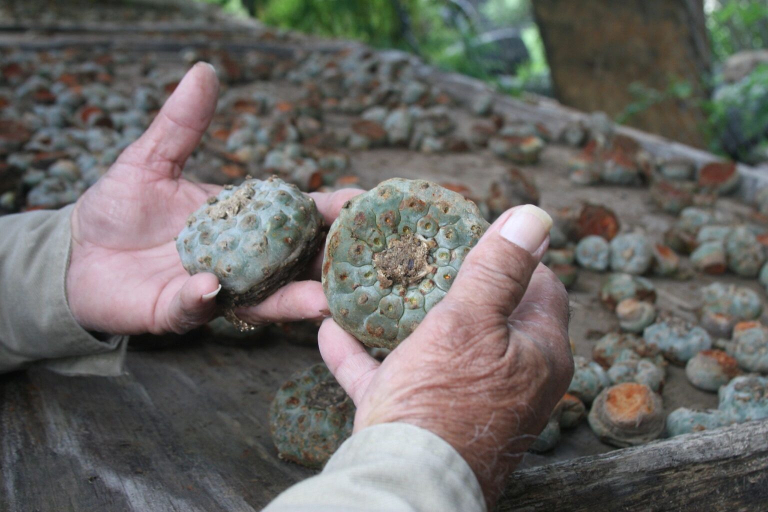 Peyote Seeds Legal in the US: Understanding the Legal Status of Peyote ...