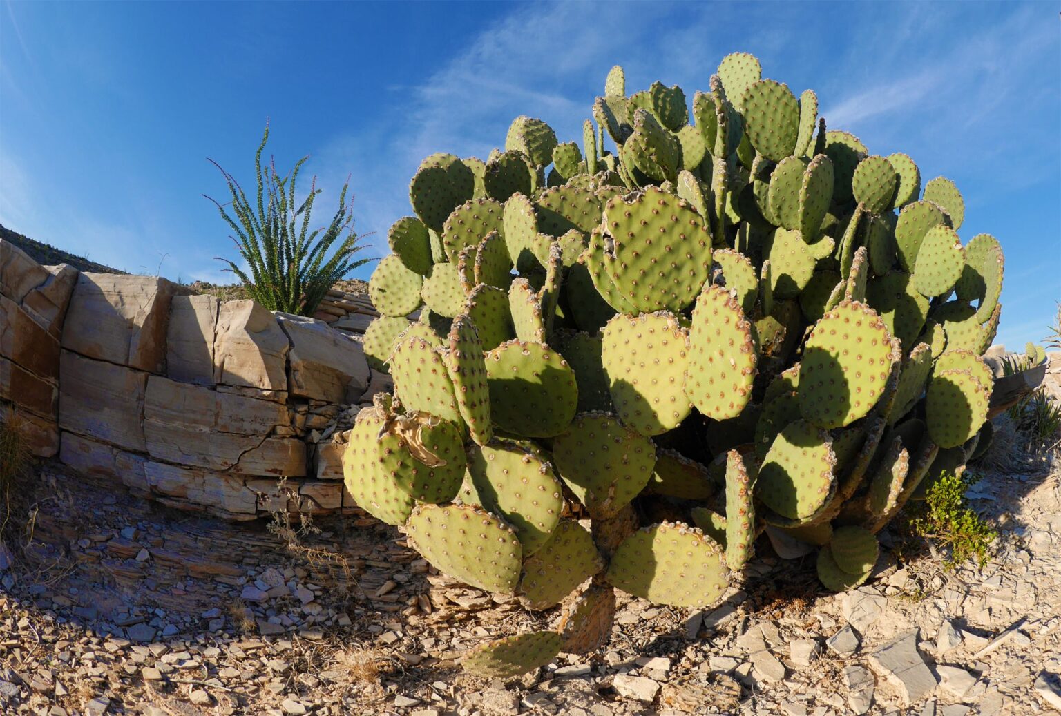 Types of Desert Cacti You’ll Love