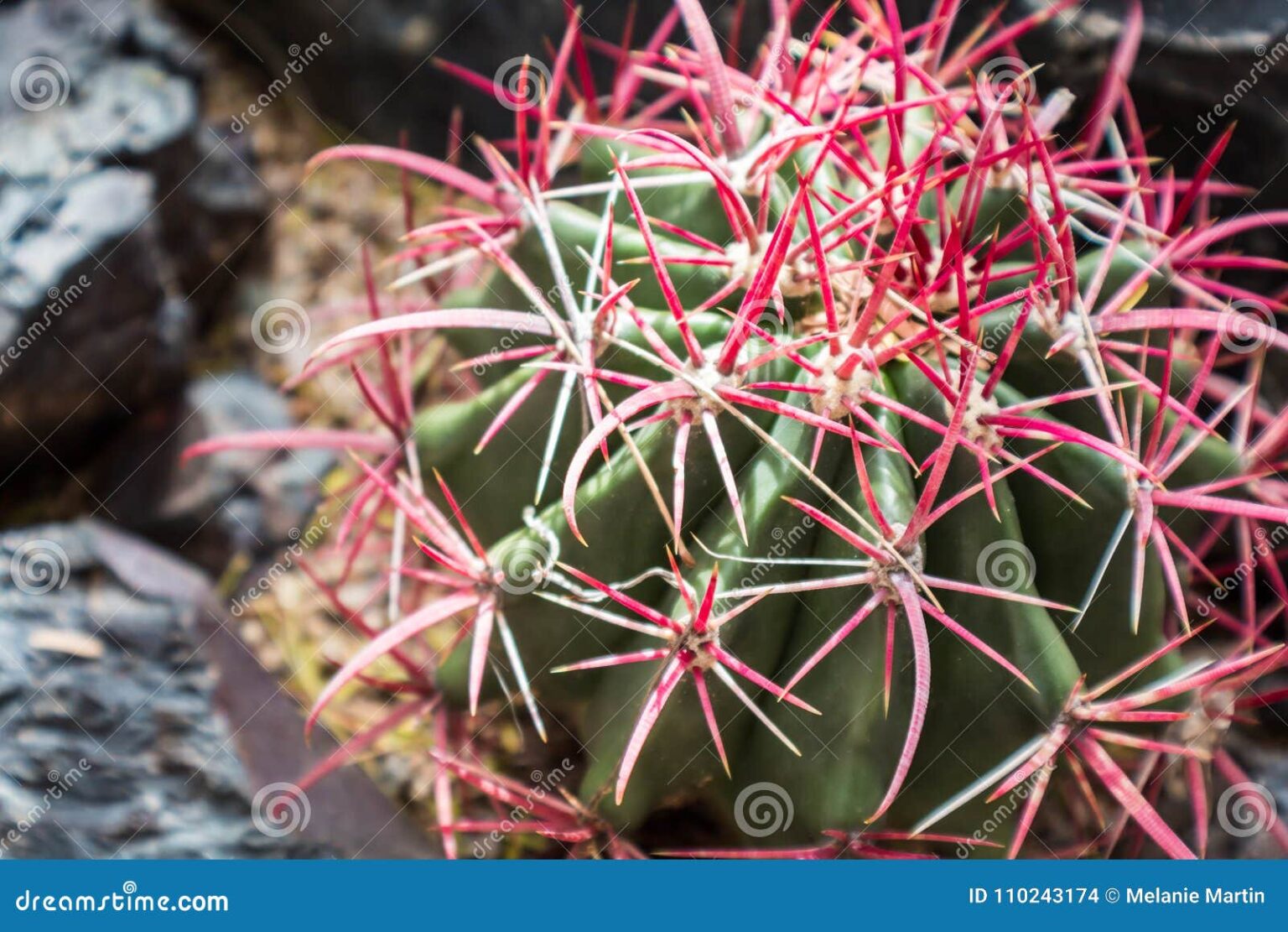 Cactus with Red Spines: Beautiful Cactus Varieties with Red Spines