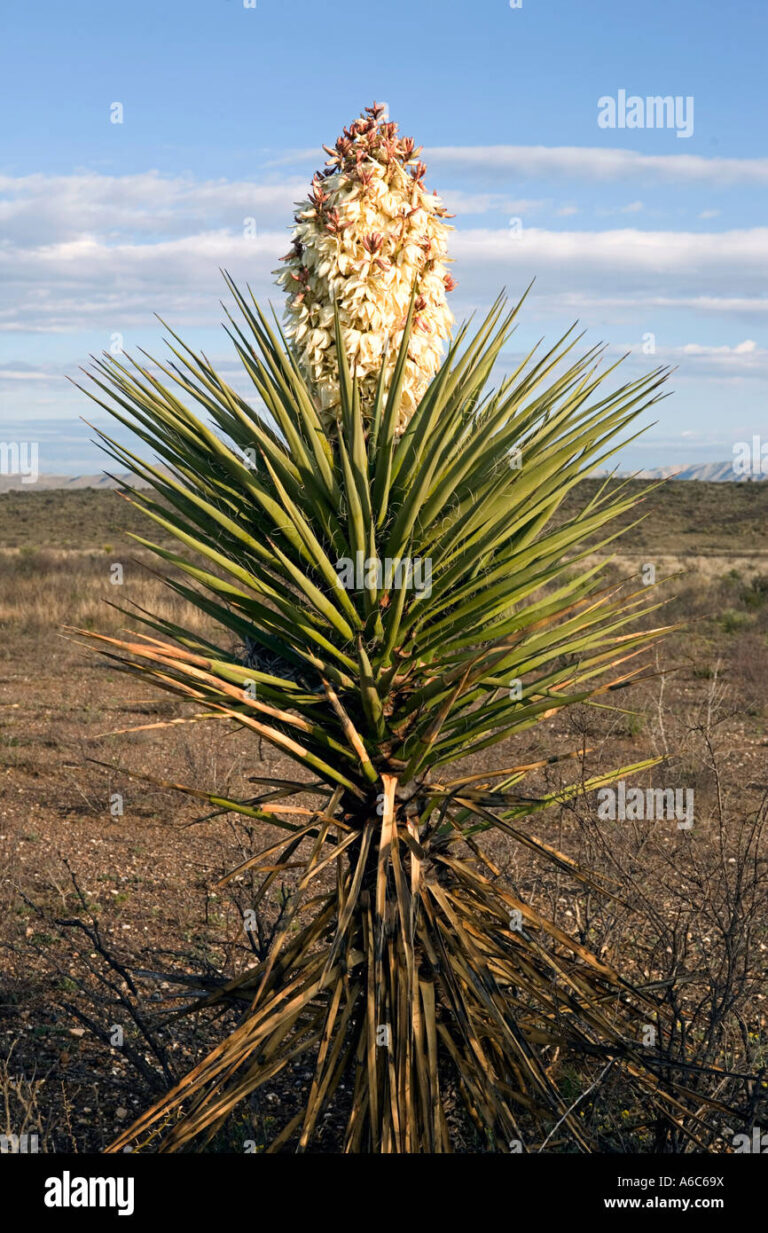 Cactus of West Texas: A Look at the Unique Cactus Species of the Region
