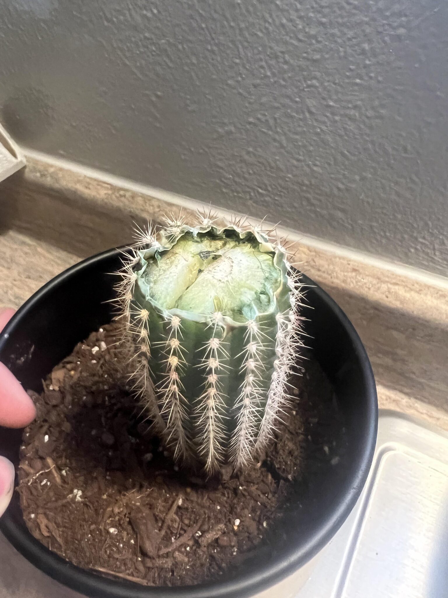 What to Do If Your Cactus Broke in Half