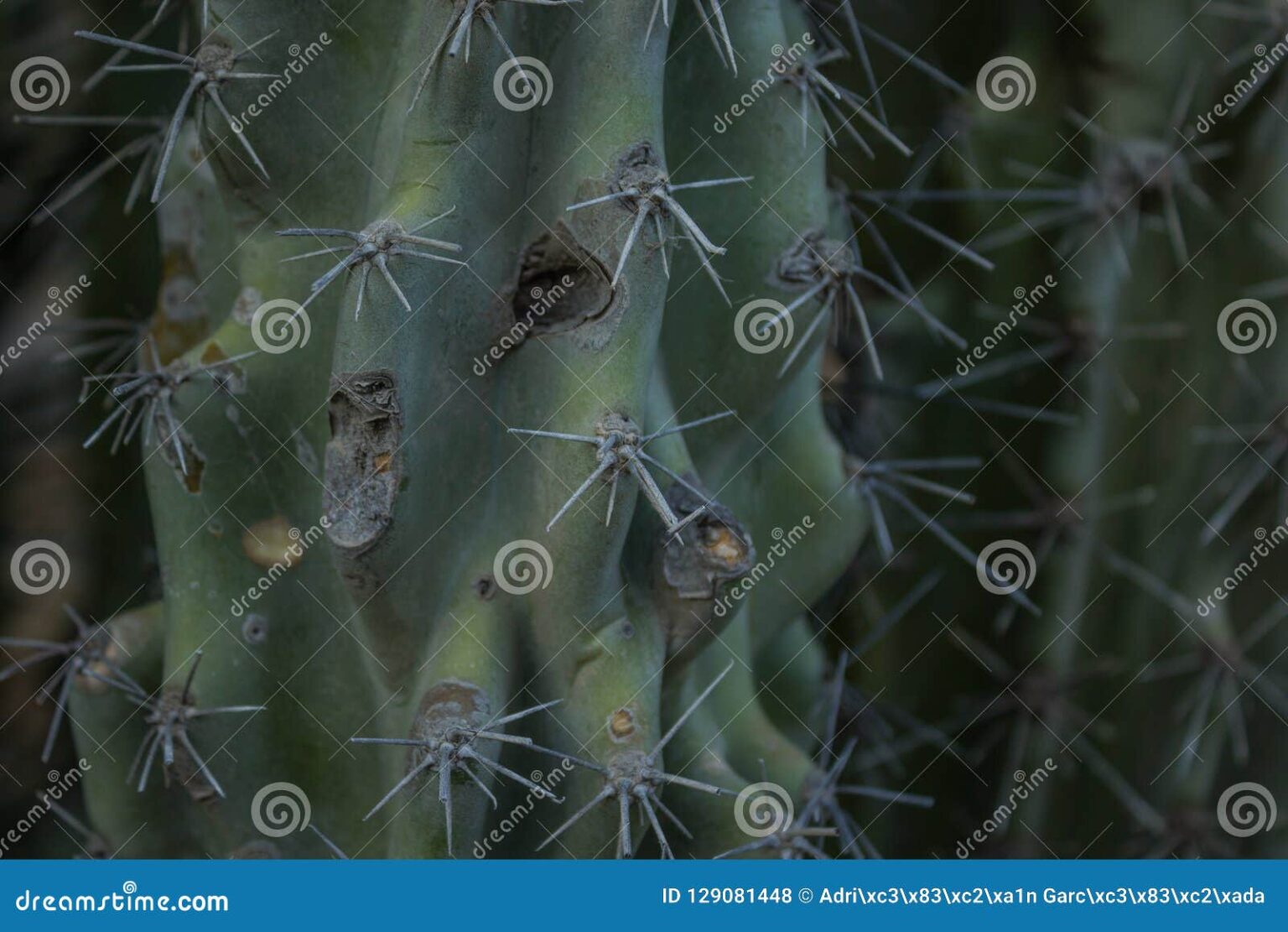 Cactus That Shoots Thorns: The Unique Cacti That Defend Themselves with ...