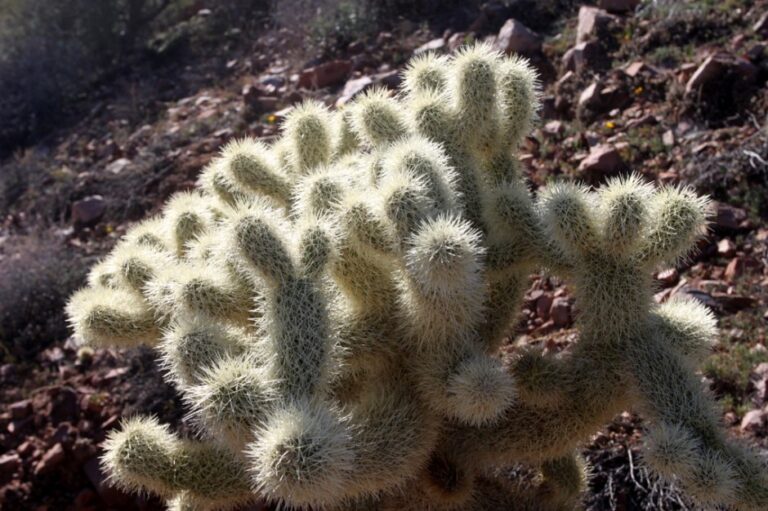 Names of Cactus in Arizona: Common Cactus Species Found in Arizona