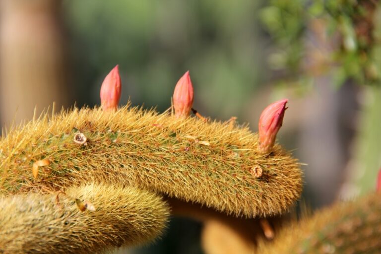 What Does a Cactus Look Like? A Visual Guide to Cactus Shapes and Features