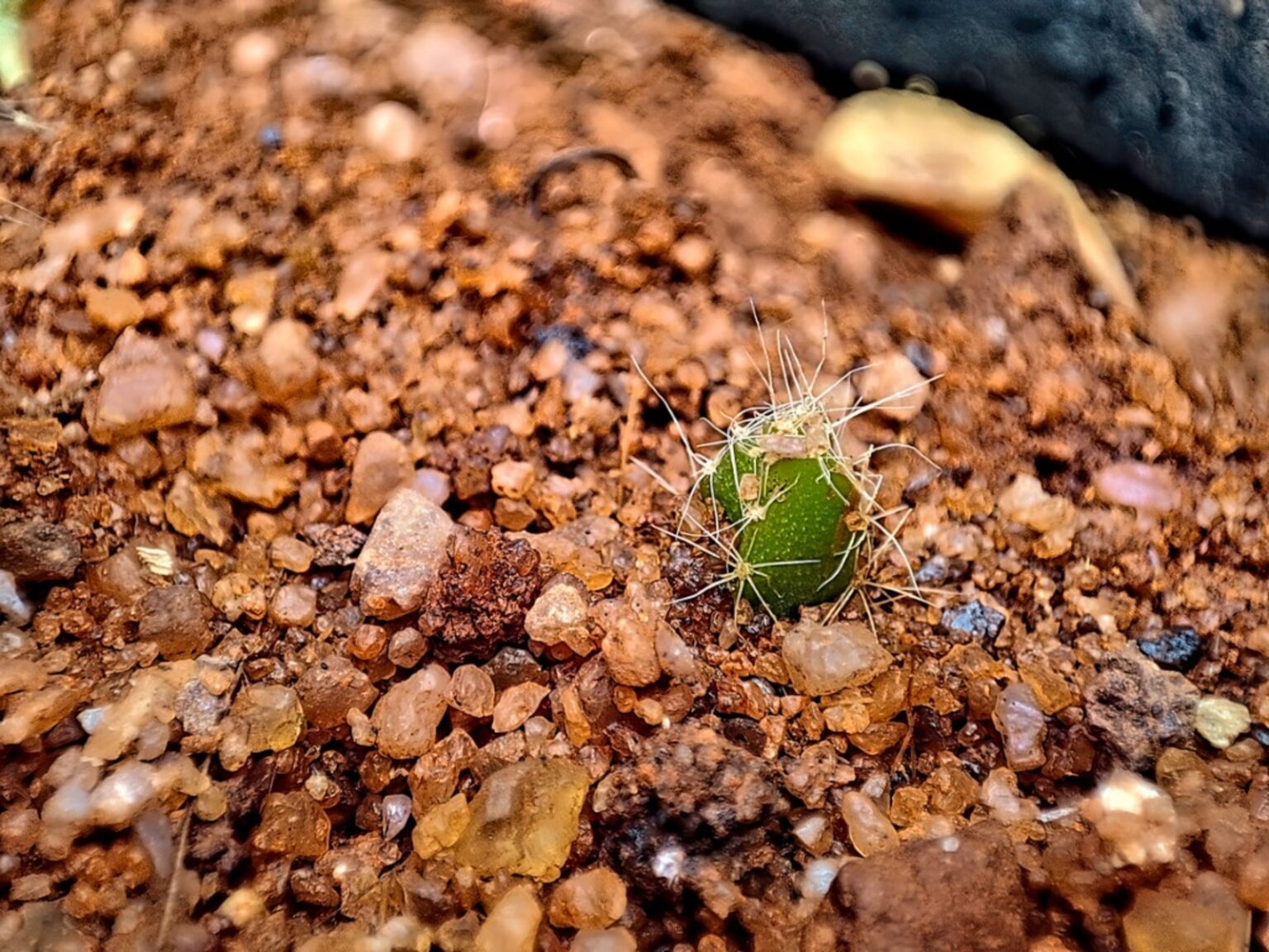 What Do Cactus Seeds Look Like: Identifying and Understanding Cactus Seeds