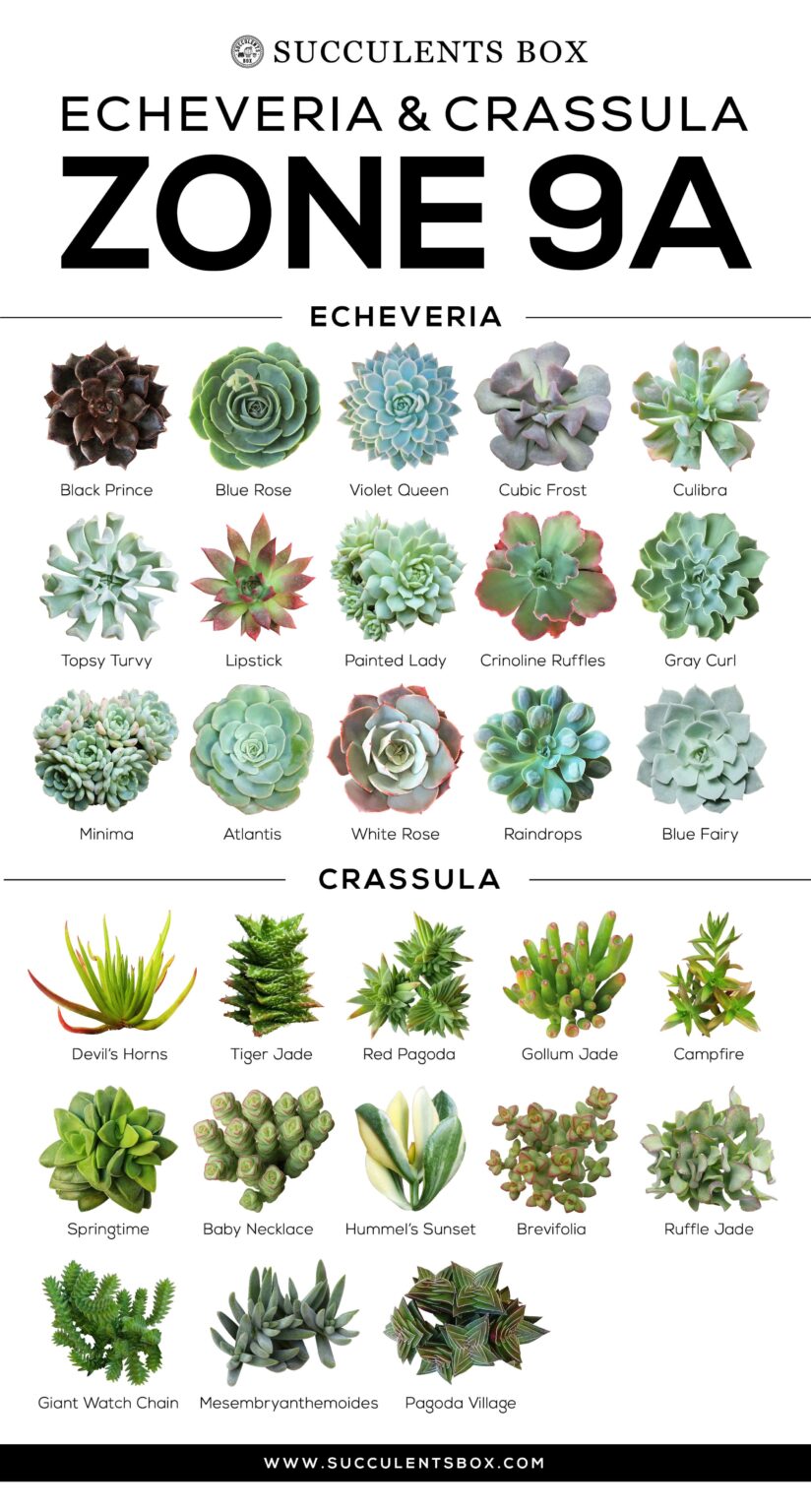 Identification Types of Succulents: A Guide to Recognizing Different ...