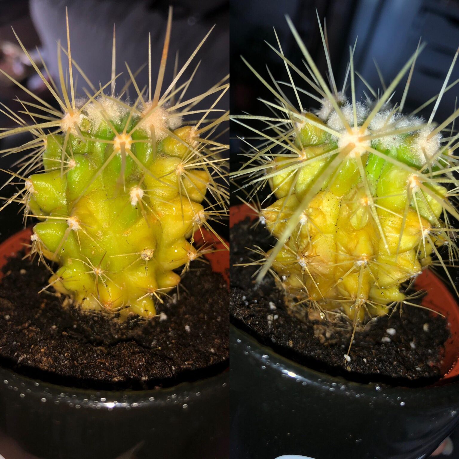 Why Is My Cactus Turning Yellow: Diagnosing and Fixing Common Cactus ...