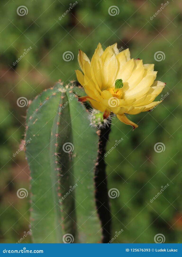 Cactus Flower Names with Pictures: A Visual Guide to Beautiful Cactus ...