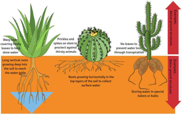 How Deep Are Cactus Roots: Understanding Cactus Root Systems and Their ...