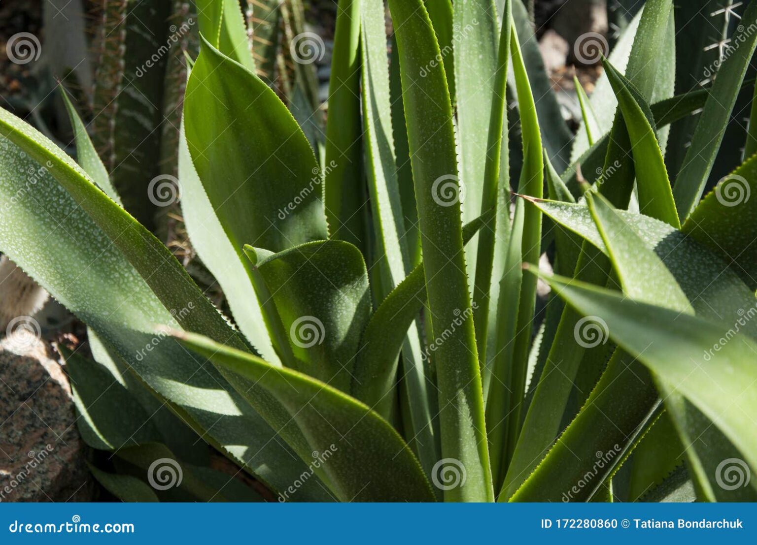 cactus-guide.com