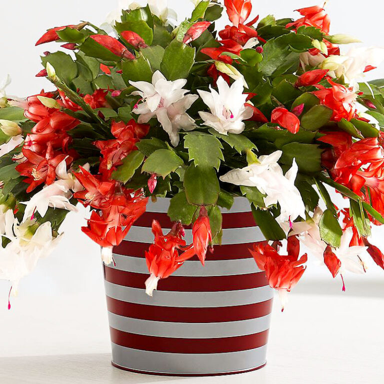 When to Put Christmas Cactus in the Dark: Tips for Getting Your ...