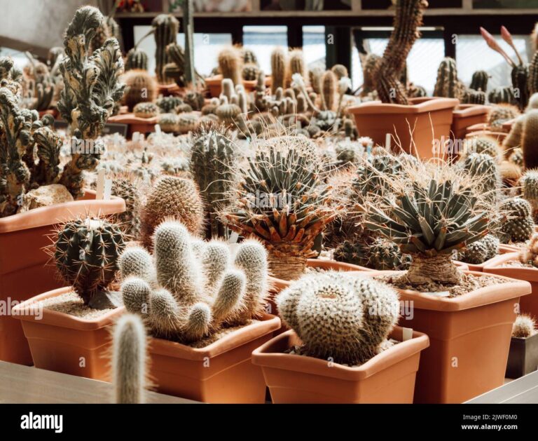 Large Cactus in Pots: How to Successfully Grow Large Cacti in Containers