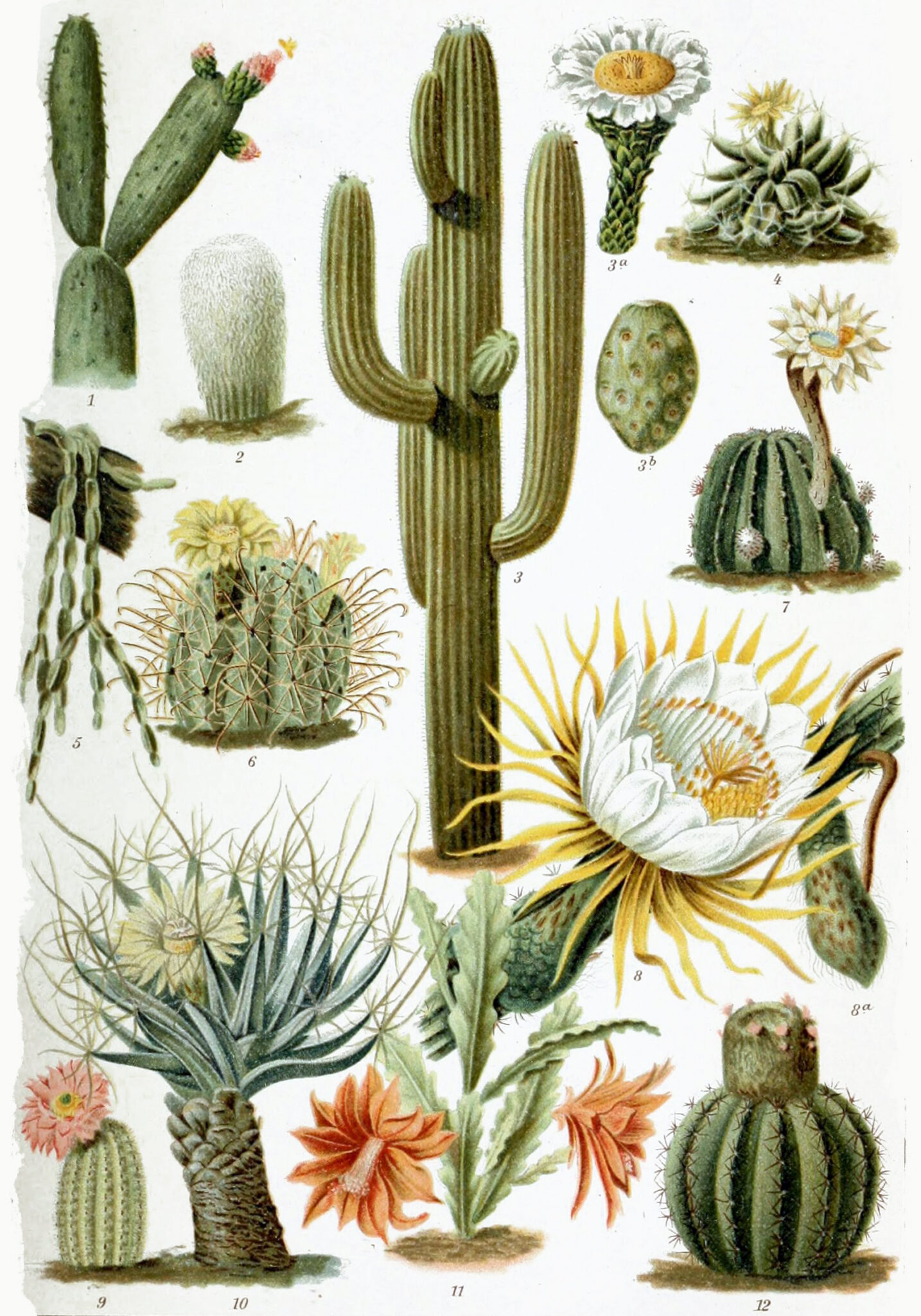 Latin Name for Cactus: Understanding the Scientific Classification of Cacti