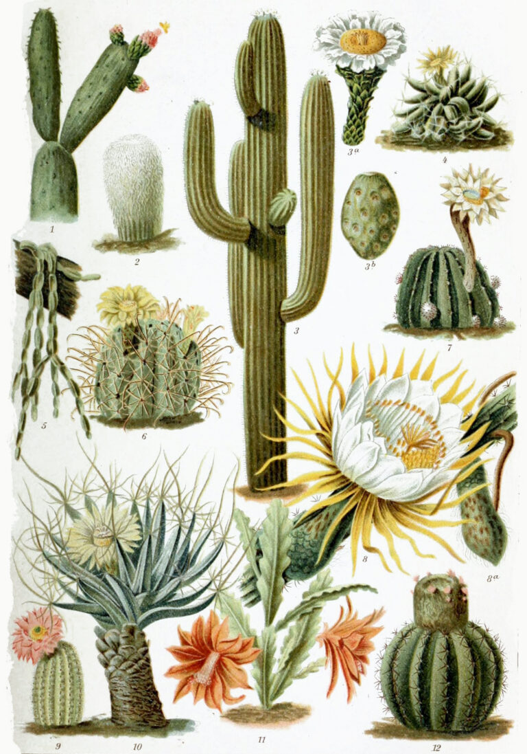 Scientific Name of a Cactus: Understanding the Botanical Classification ...