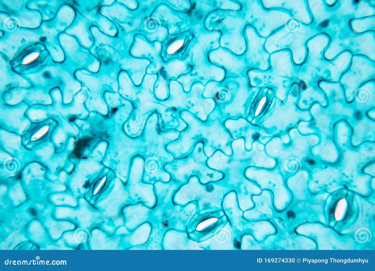 Leaf Stomata Under Microscope: Tiny Wonders Revealed